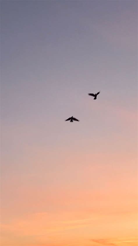 Sunset And Birds Birds Flying In The Sky Pictures