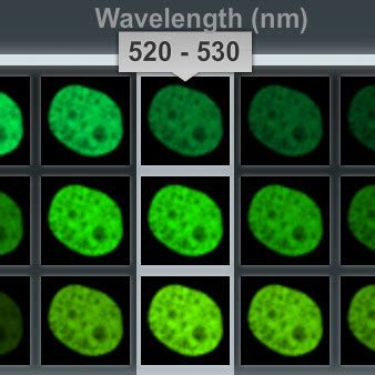 Lambda Stacks And Spectral Signatures Nikons MicroscopyU