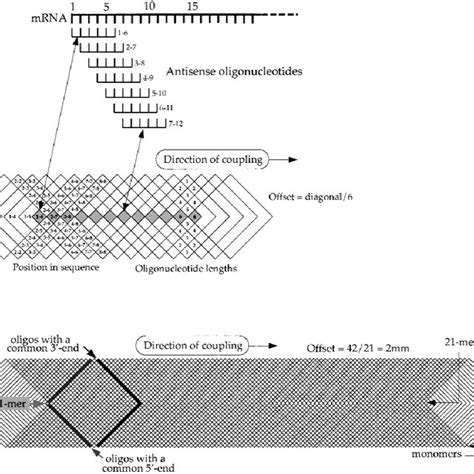 organization of a scanning array a a template of overlapping