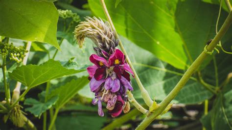 Kudzu Flowers