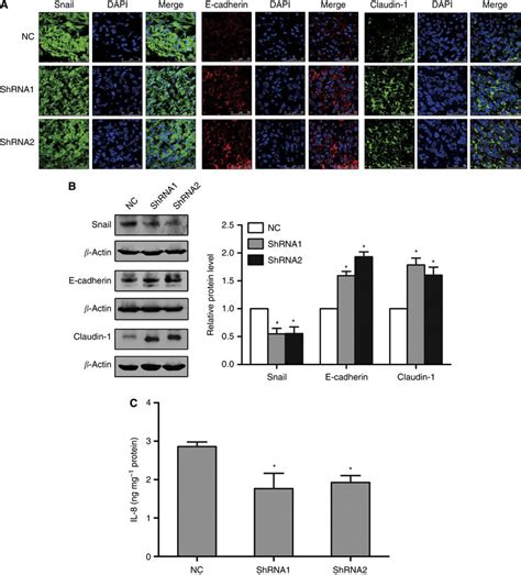 Silencing Of P2y2 Receptor Affected The Expression Of Snail