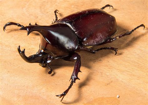 80 Free Rhino Beetle And Rhinoceros Beetle Images Pixabay