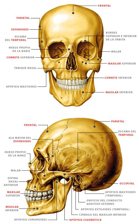 Resumen De Sistema Oseo Generalidades Anatomía Medicina Uba