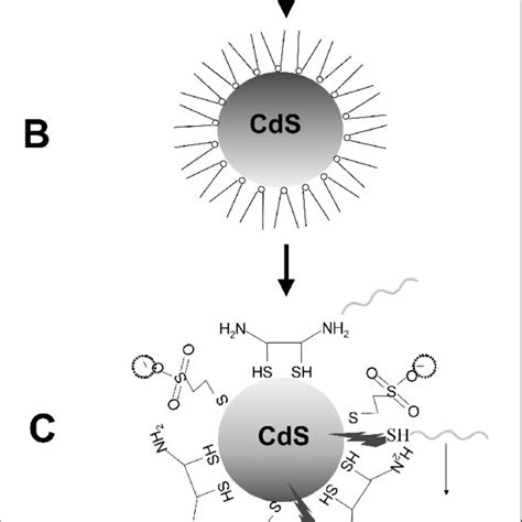 Schematic Of The Preparation Of Quantum Dots Modified With Dna The Download Scientific Diagram