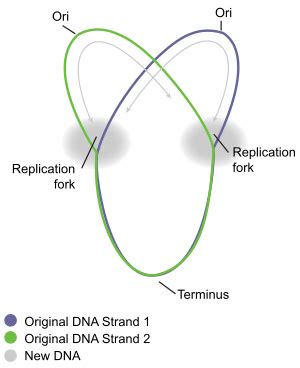 Circular Chromosome Wikipedia
