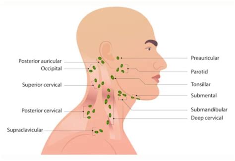 A Complete Guide To Lymphatic Drainage Massage For Neck Pain And Swelling