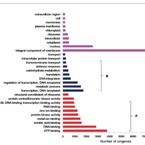 Go Classifications Of Unigenes Derived From A Esculentus Leaf