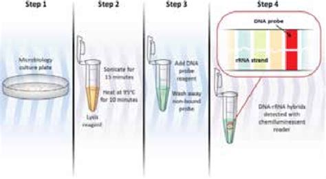 Nucleic Acid Hybridization Probe Steps Line Probe Assays Download