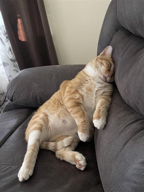 Shiny Rowlet Breakfast Oc R Pokemon