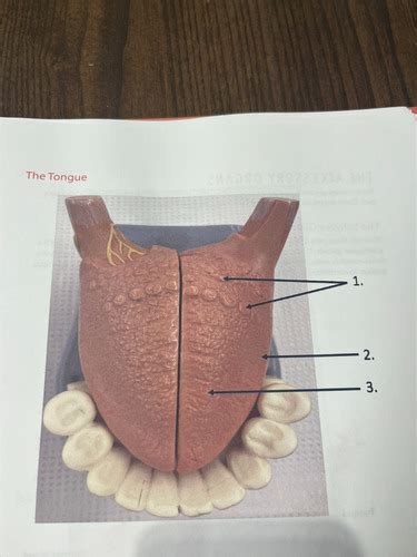 Digestive System Terms And Definitions Biology Lab 11 Flashcards Quizlet