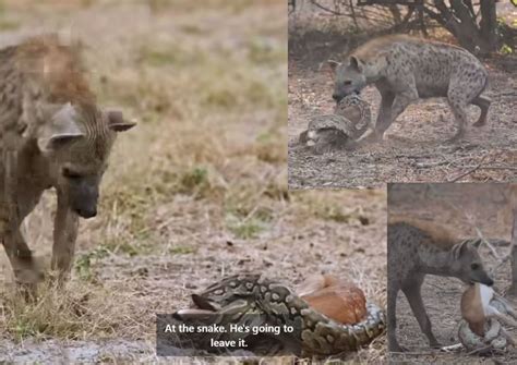 Watch Incredible Moment An Impala Lamb Was Caught By Python And Then