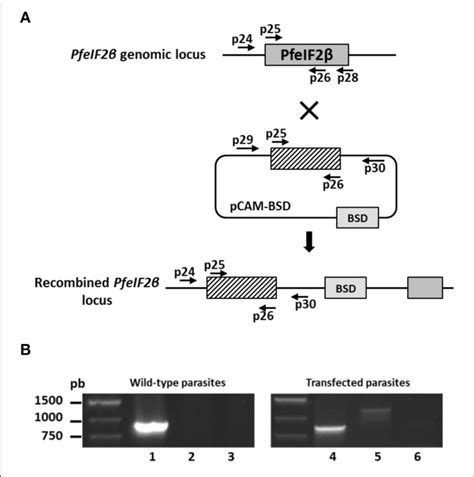 targeted gene disruption of the pfeif2β locus a gene targeting