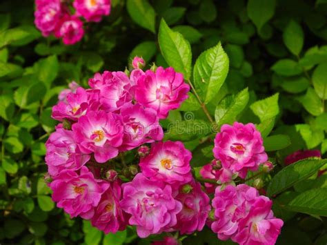 The Blooming Rosa Multiflora Stock Image Image Of Pink Produce