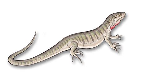 Hylonomus Lyelli Is The Earliest Reptile To Walk The Earth And Maybe
