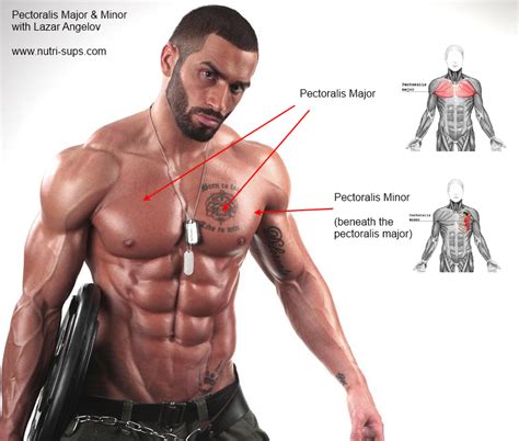 Difference Between Chest And Pecs At Levi Skipper Blog