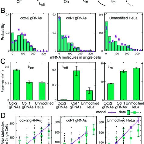 Determination Of The Kinetic Steps In Transcription Using Single Cell Download Scientific