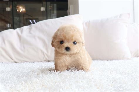 강아지분양 퍼피당 안산 토이푸들분양 문희