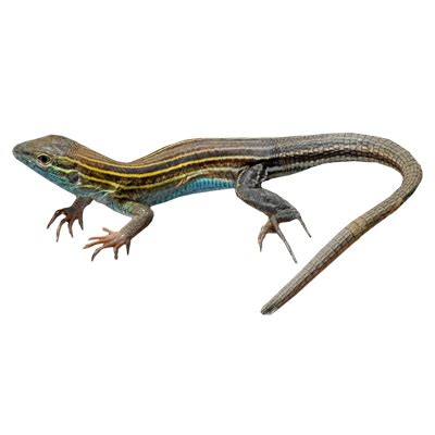 House Lizard PNG Transparent House Lizard PNG Images PlusPNG