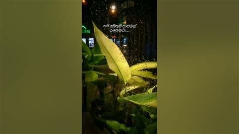 තනිකම පාළුව කිසිම කෙනෙක්ට දැනෙන්න එපා 🥺 Youtube