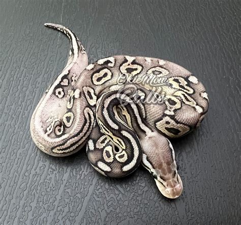 Pewter Het Clown Paradox Ball Python By Okiemom Balls Morphmarket