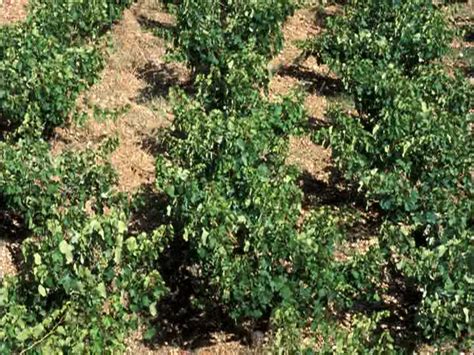 θυρεατις γη βορεια κυνουρια αρκαδιας φωτογραφιες παλιες και νεες Home