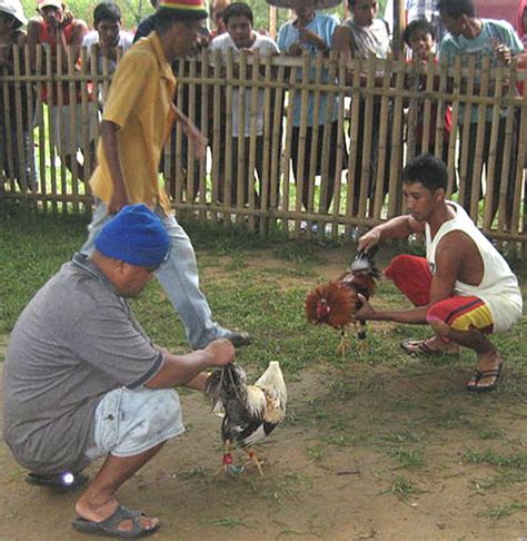Cocks Fight To Their Death Life As A Human