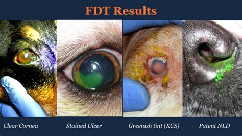 Fluorescein Dye Test Fdt A Comprehensive Guide The Veterinary Medicine