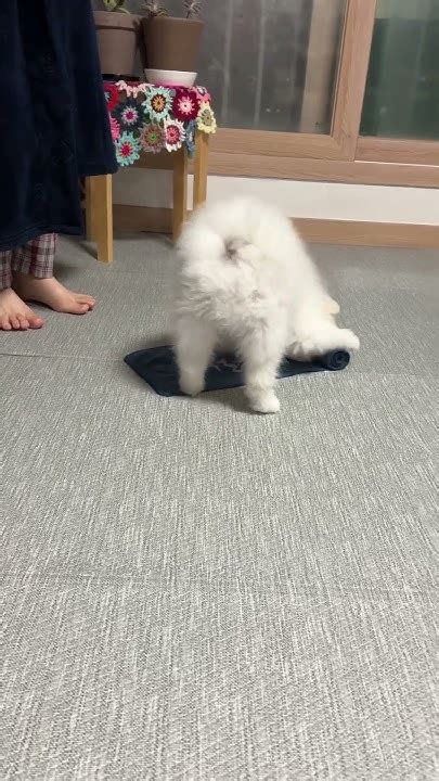 솜뭉치 똑똑한 강아지 맞나요 Youtube