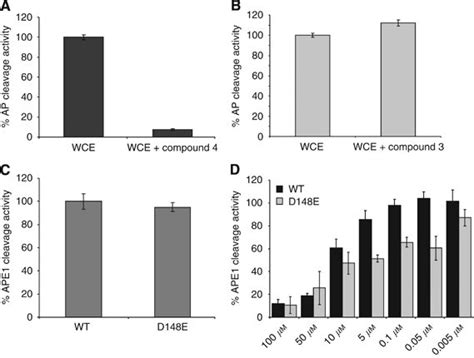A Ap Endonuclease Activity Assays Using 18 Mer Radiolabelled