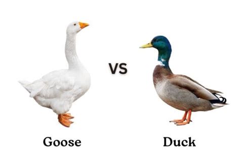 Swan Vs Goose What S The Difference
