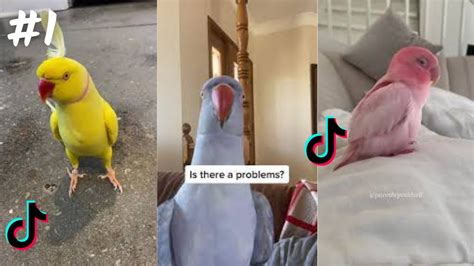 Funny Bird Tiktok Compilation 2023 4k Youtube