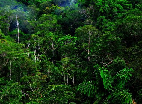 «jungle Hd Wallpapers