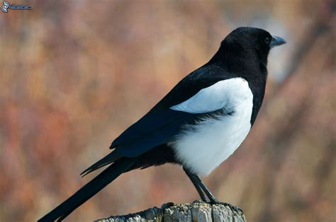 Птица черная с белым брюшком 44 фото красивые фото и картинки Pofoto Club