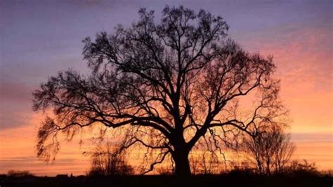 Complete Guide To Plant Grow And Care For A Sycamore Tree