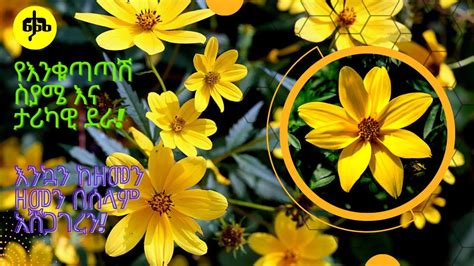 እንኳን አደረሳችሁ የእንቁጣጣሽ ትርጓሜ Ethiopian New Year 2015 እንኳን ከዘመን ዘመን በሰላም አሸጋገረን የእንቁጣጣሽ ስያሜ እና ታሪካዊ