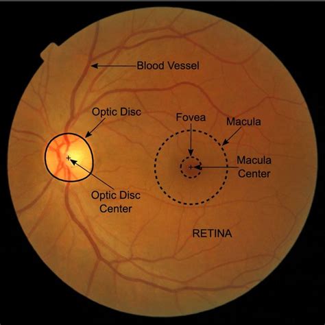 Fovea Model Based On The Computation Of Angles And Modules Of The