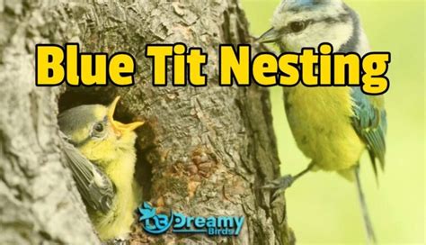 Blue Tit Nesting Location Breeding And More