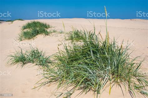 건조하고 녹색 잔디와 아름다운 소프트 포커스 모래 해변 0명에 대한 스톡 사진 및 기타 이미지 0명 가을 갈대속 벼과 Istock
