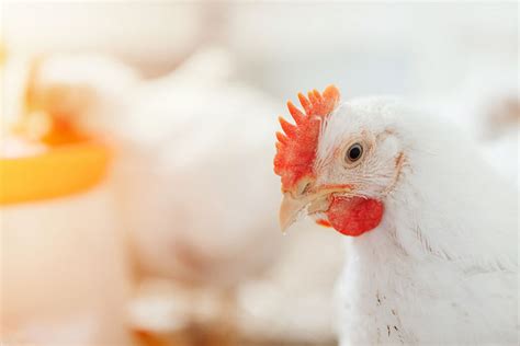 Feed Additives All About Feed