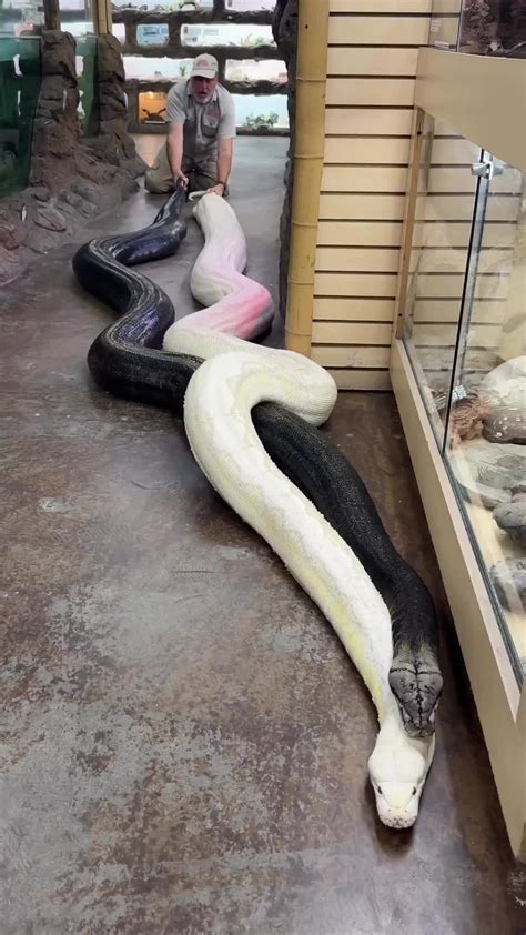 World Record Reticulated Python