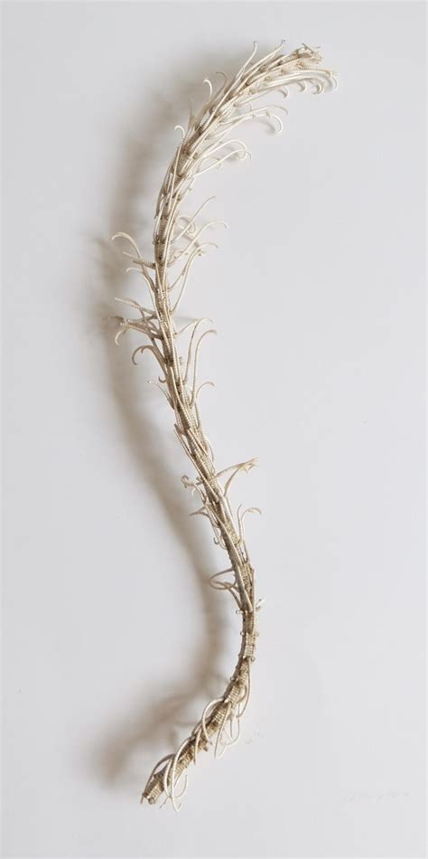 Echinoderms Stalked Crinoid Japanese Sea Lily Metacrinus Rotundus Stalk