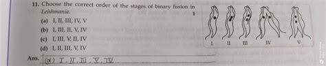 Choose the correct order of the stages of binary fission in Leishmania.