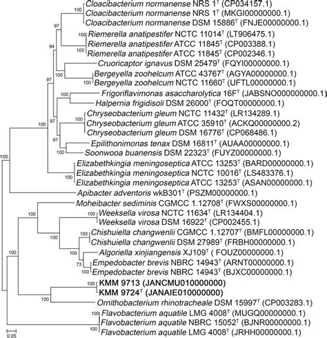 Maximum Likelihood Tree Based On Concatenated 400 Protein Sequences