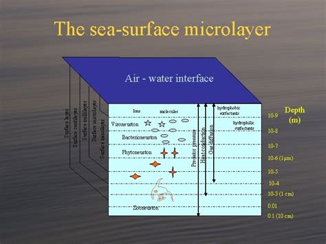 Structure Of The Microbial Food Webs At The
