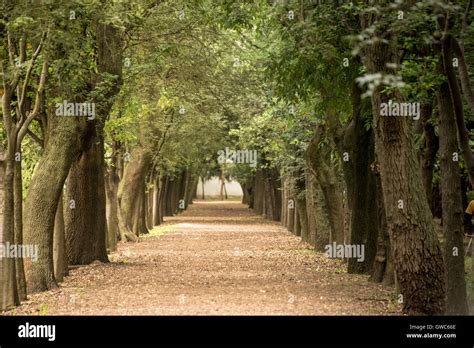 Tree Lined Path In Park Stock Photo Alamy
