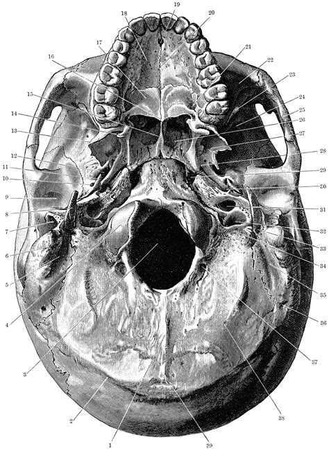 Scaphoid Fossa Skull
