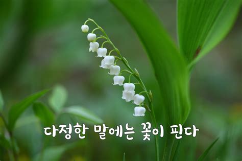 읽으면좋은글 🌹 다정한 말에는 꽃이 핀다 🌹 잘했다 고맙다 예쁘구나 아름답다 좋아한다 사랑한다 보고싶다 기다린다 믿는다 기대한다 반갑구나 건강해라