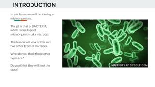 Sci Lesson Types Of Microbes PPT