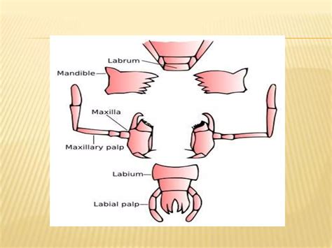 Insect Mouth Parts Insect Wing And Its Types And Different Systems Of Insects Ppt