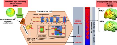 Figure 6 From Using Multi Modal Neuroimaging To Characterise Social